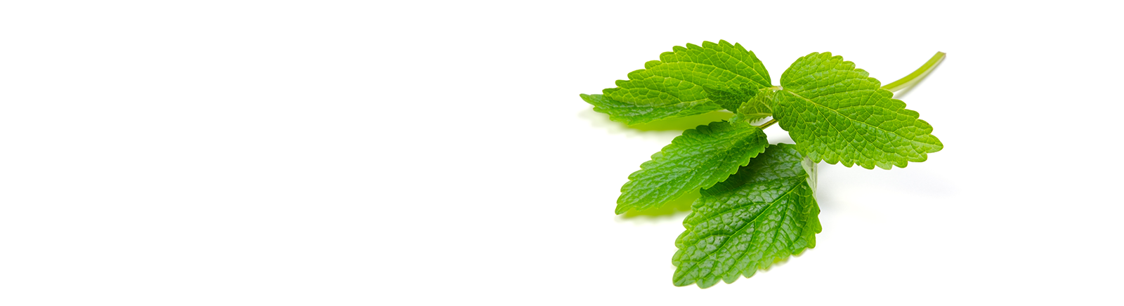 LEMON BALM EXTRACT RA | Nikko Chemicals - India | NIKKOL GROUP